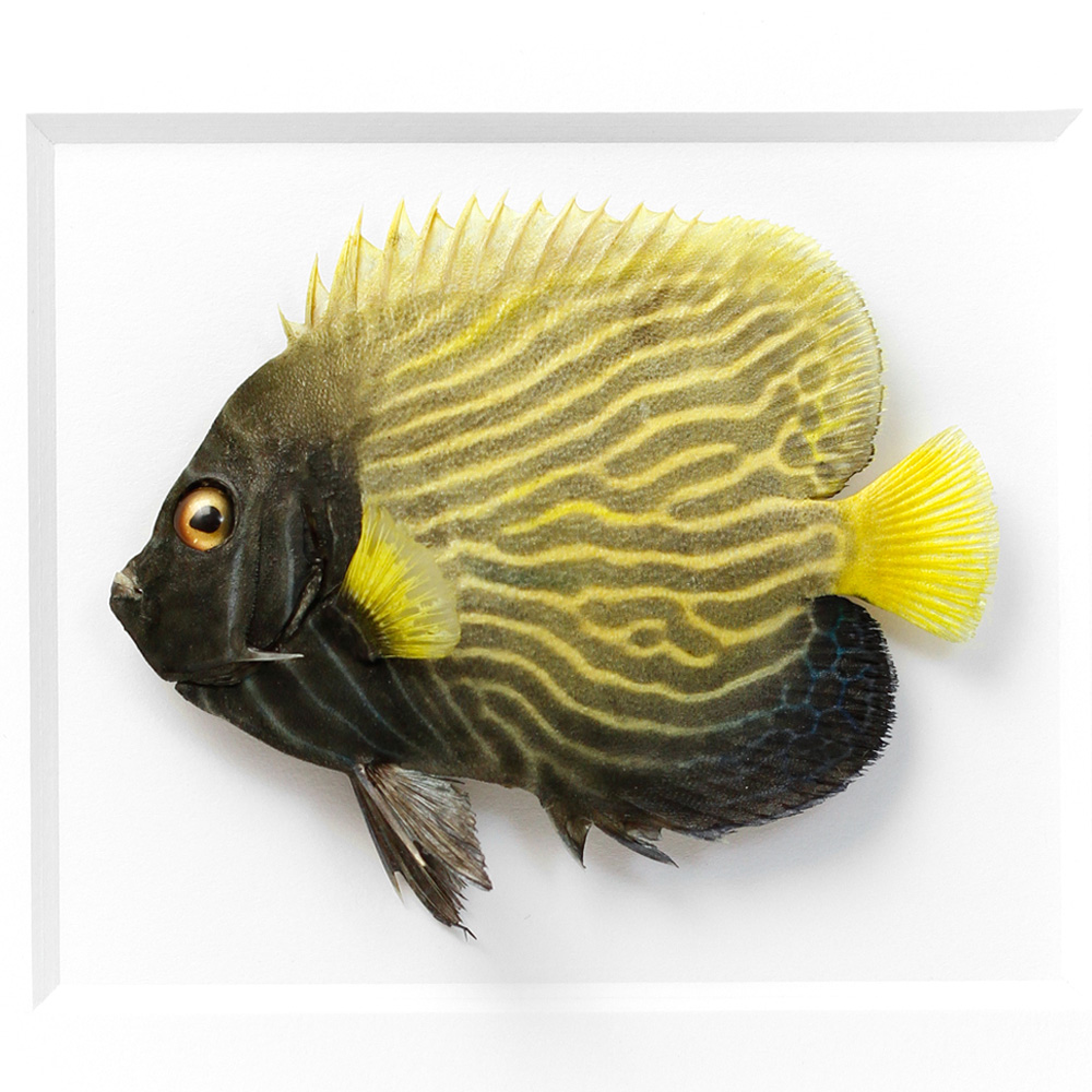 11 x 14 Emperor Angelfish 2 – Seaway China Co.