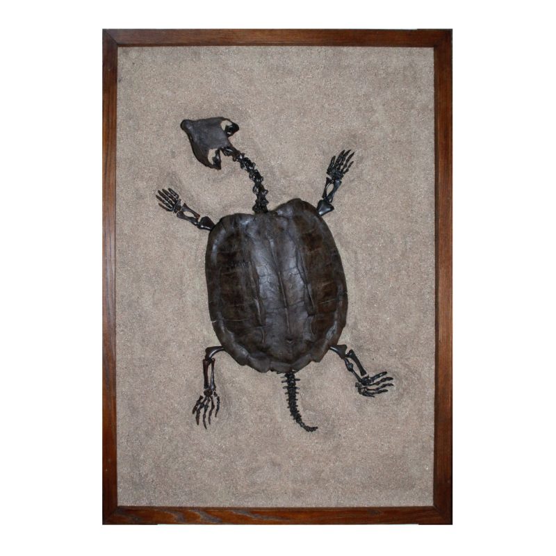 Fossil Alligator Snapping Turtle 1 | Seaway China Co.